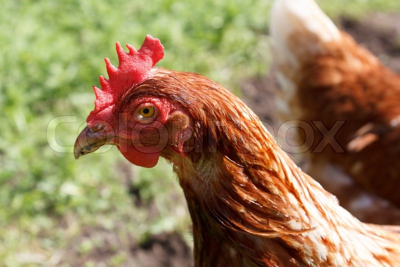 Huhn Porträt | Stock Bild | Colourbox