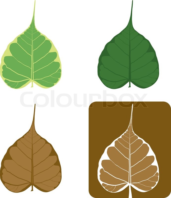 Set of Bodhi Sacred Fig leaf Vector ... | Stock vector | Colourbox