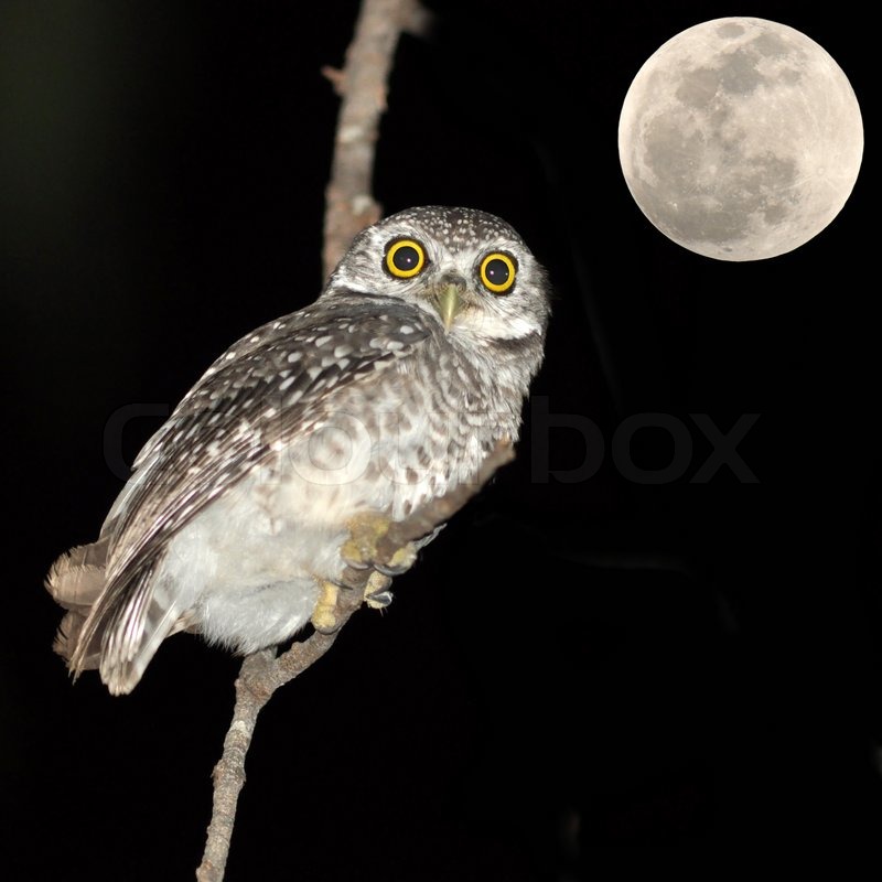 Owl bird at night and the moon | Stock image | Colourbox