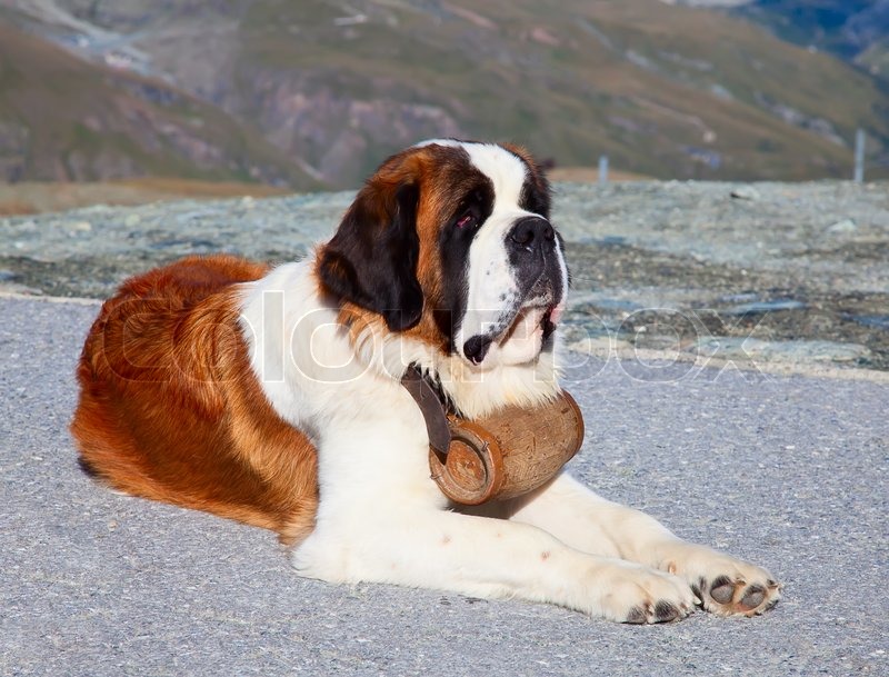 St Bernard Dog | Stock image | Colourbox