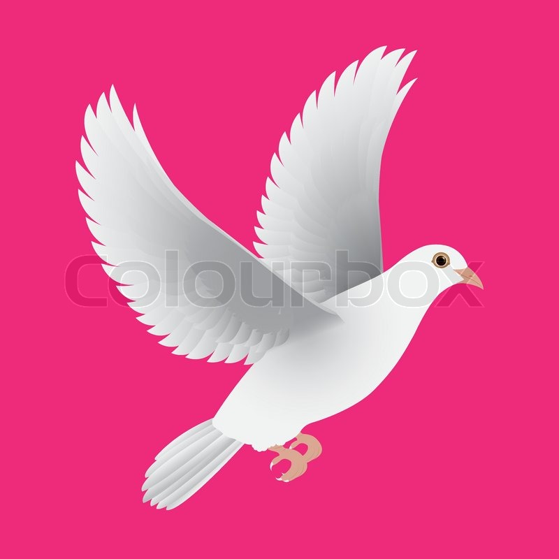 White dove isolated pink vector | Stock vector | Colourbox