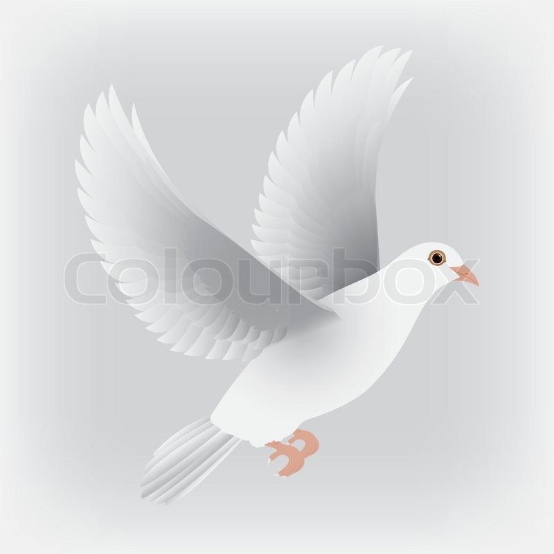 Hvid due isoleret vektor | Stock vektor | Colourbox