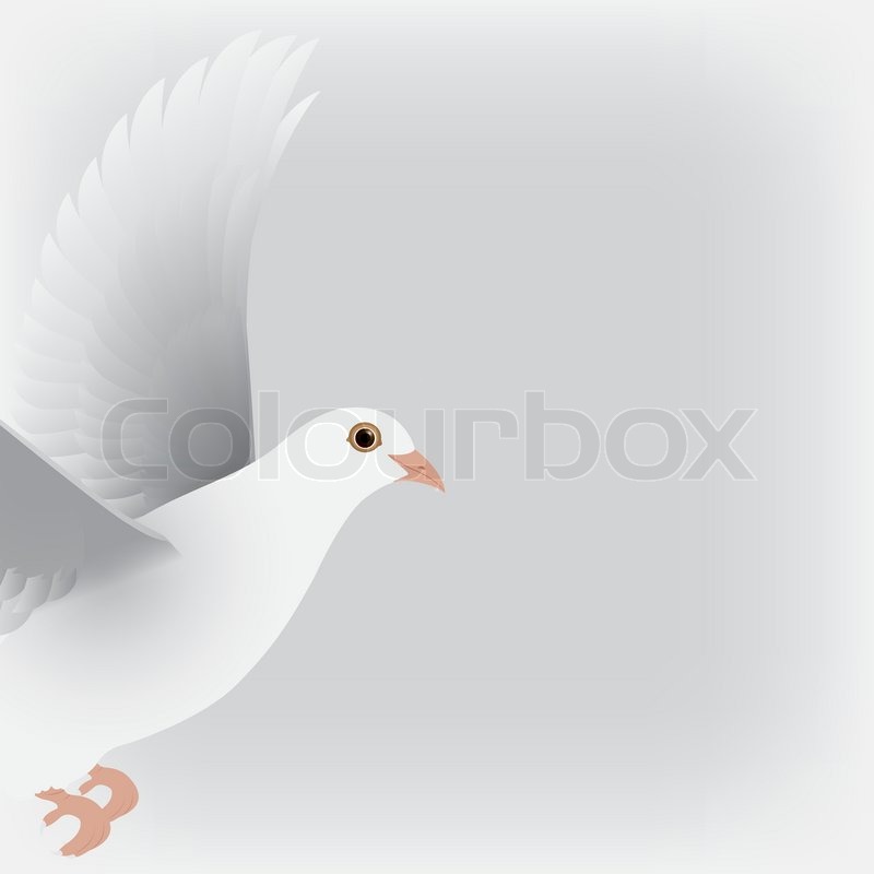 Hvid due isoleret vektor | Stock vektor | Colourbox