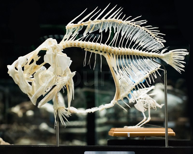 Fish skeleton on display at the museum | Stock image | Colourbox