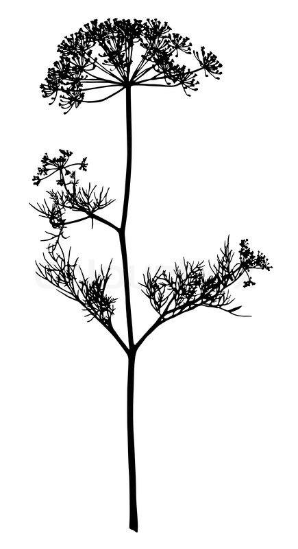 Fennel Flower Vector