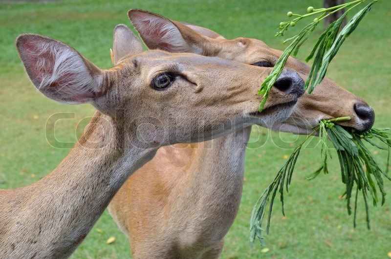 Antelopes feeding | Stock image | Colourbox