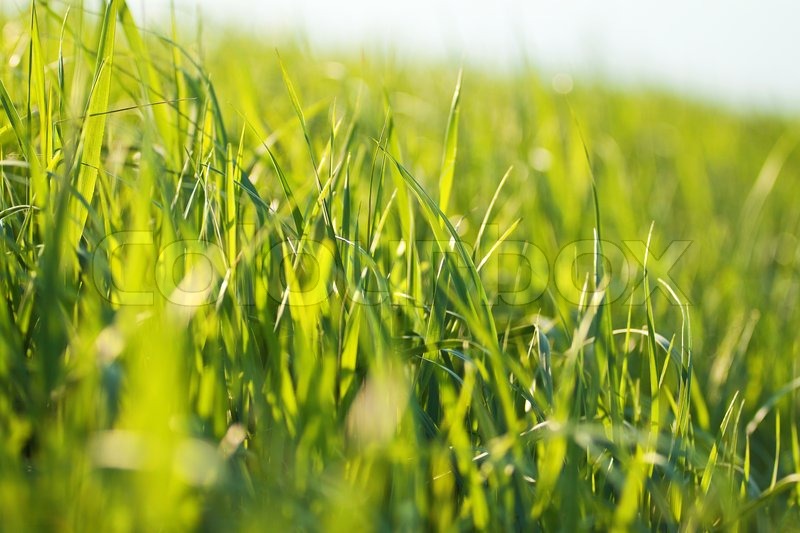 Natürlichen Hintergrund : Gras ... | Stock Bild | Colourbox