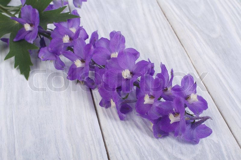 Blue delphinium flower on a wooden ... | Stock image | Colourbox