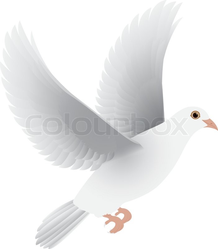Hvid due isoleret vektor | Stock vektor | Colourbox