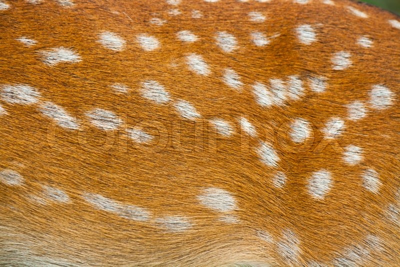Texture of deer fur | Stock image | Colourbox