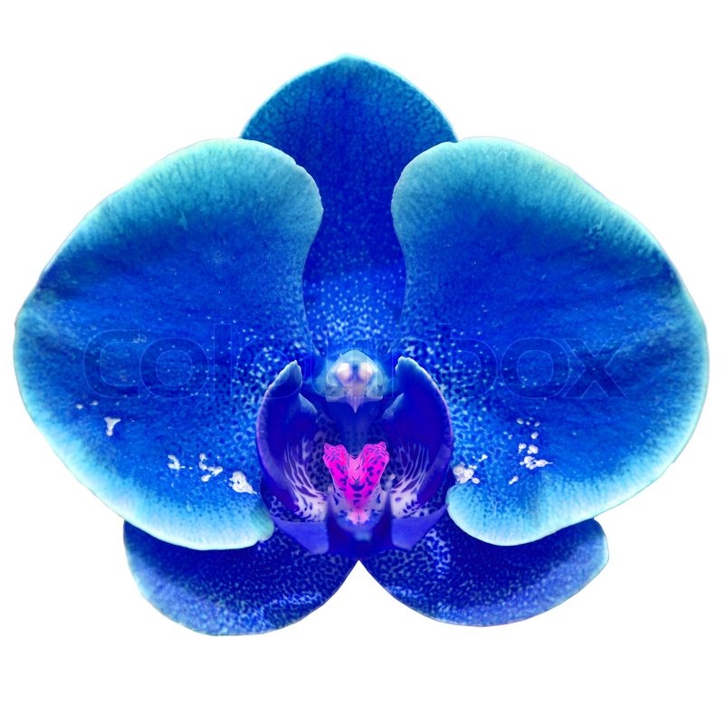 Real Blue Orchid Flower