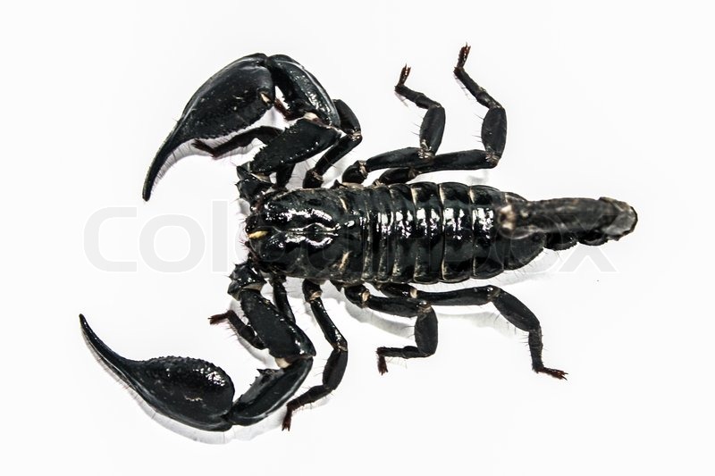 Scorpion isolated form south east asia | Stock image | Colourbox