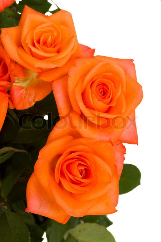 Orange Rosen hautnah | Stock Bild | Colourbox