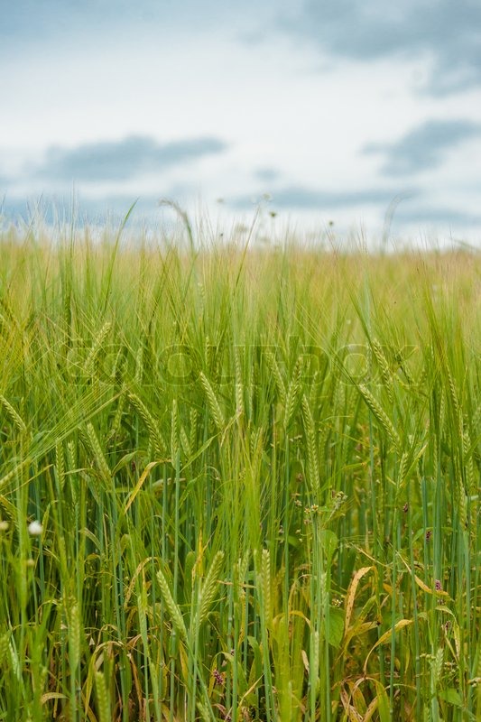 Fresh green crops on a field | Stock Photo | Colourbox