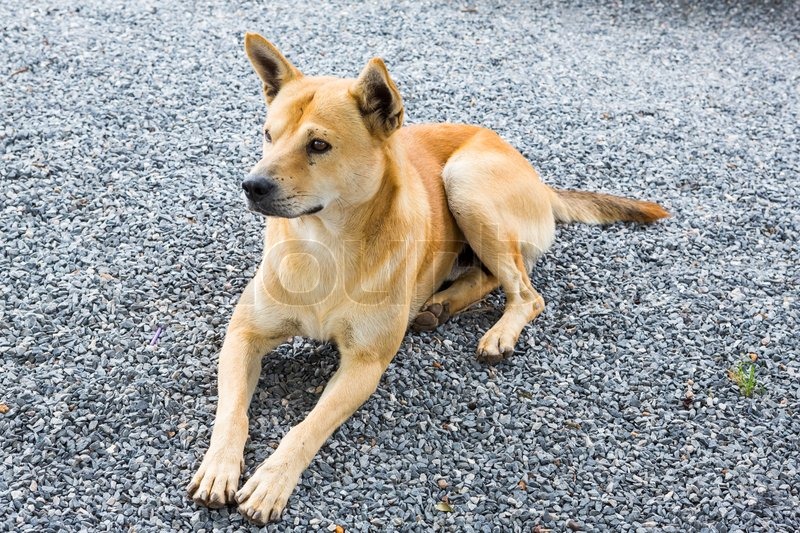 Thai dog | Stock image | Colourbox