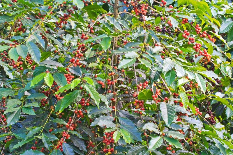 Coffee trees | Stock image | Colourbox