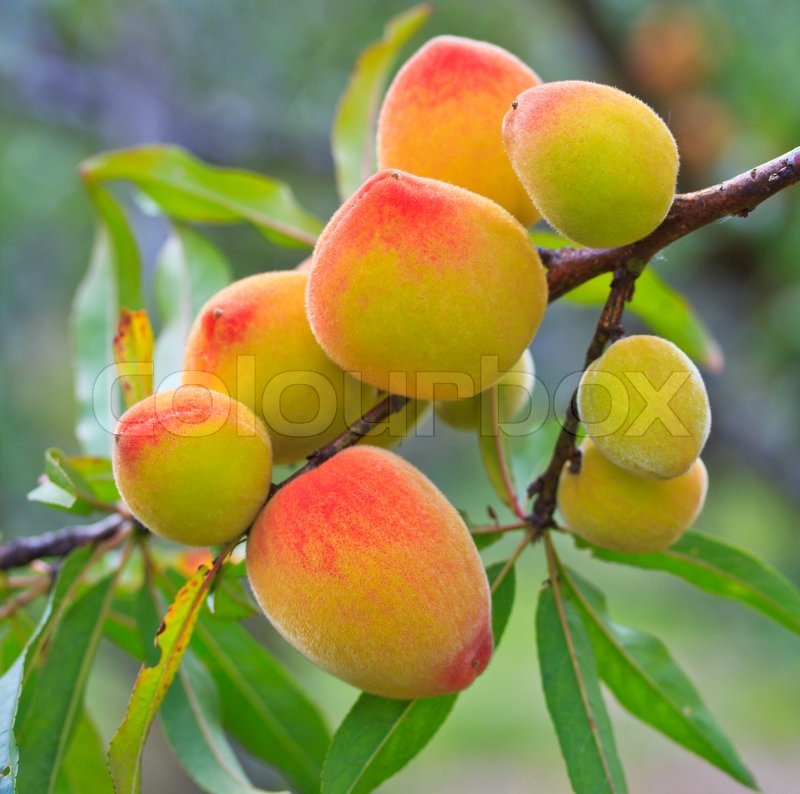 Pfirsich auf dem Baum | Stock Bild | Colourbox