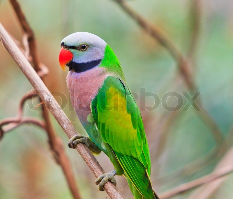 Alexandrine parakeet psittacula ... | Stock image | Colourbox
