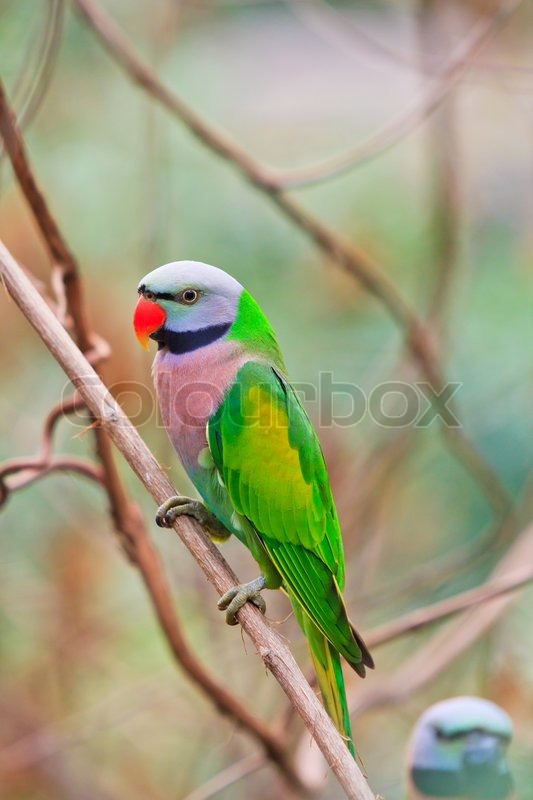 Alexandersittich psittacula eupatria ... | Stock Bild | Colourbox