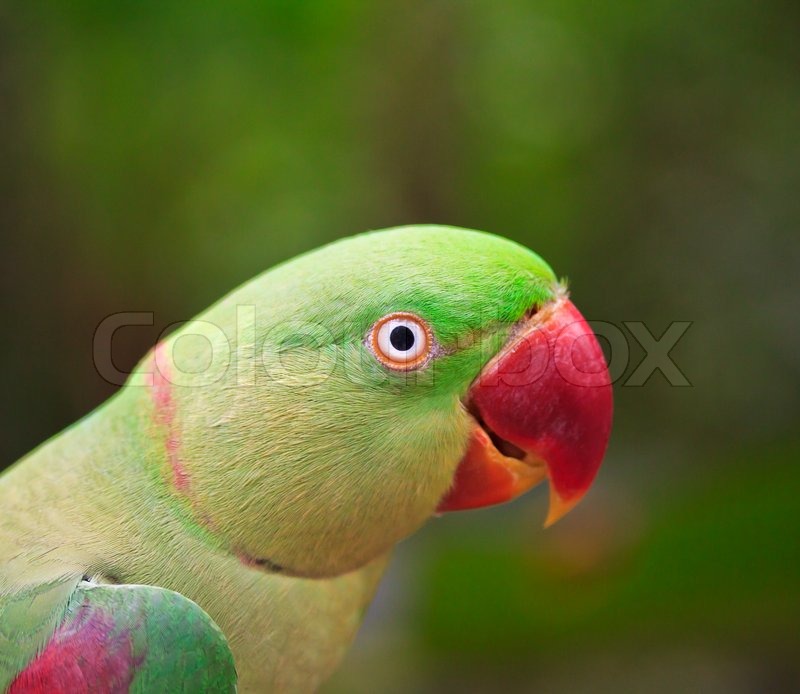 Alexandersittich psittacula eupatria ... | Stock Bild | Colourbox