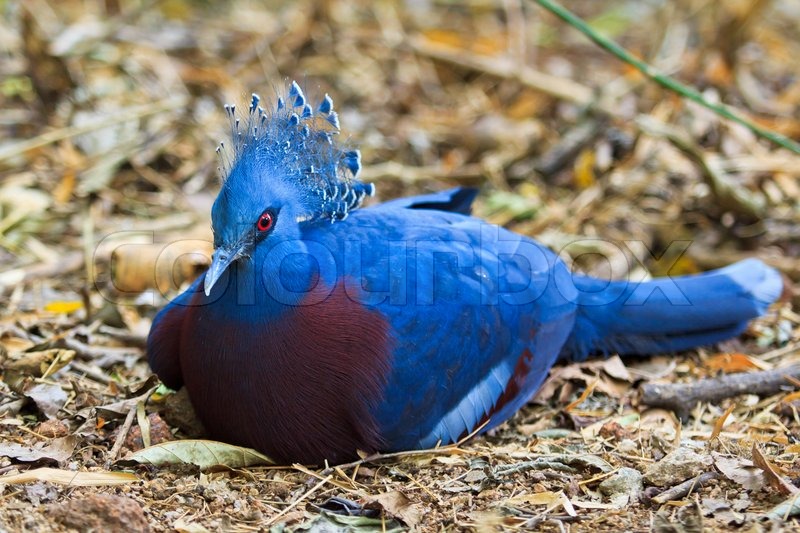 Exotic Bird Goura Victoria | Stock image | Colourbox