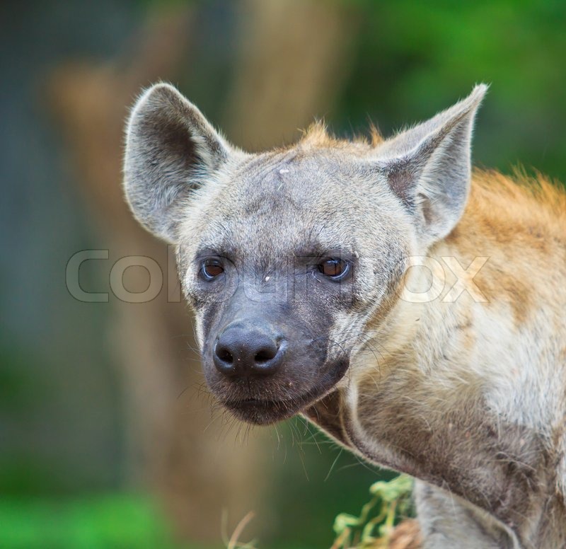Hyena | Stock image | Colourbox