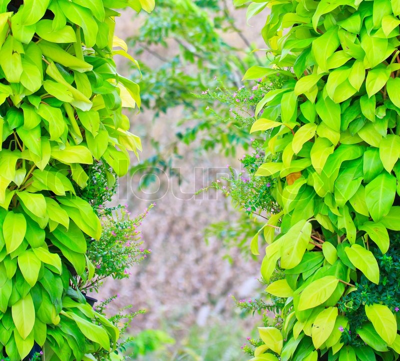 The Green Creeper Plant on the wall for ... | Stock image | Colourbox