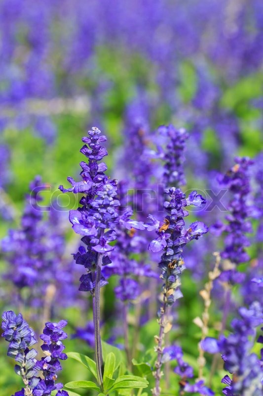 Purple lavender flowers | Stock image | Colourbox