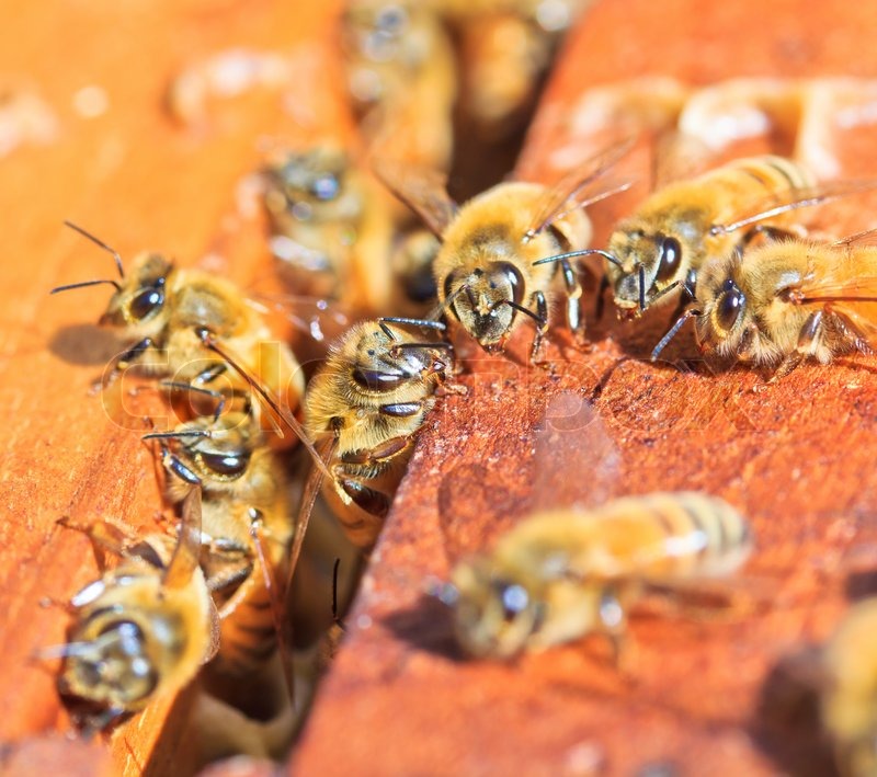 Beekeeping bees | Stock image | Colourbox