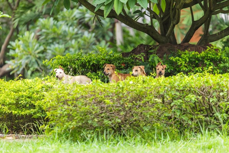Four dogs in the park | Stock image | Colourbox