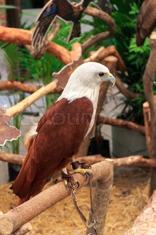 Brahminy Kite | Stock image | Colourbox