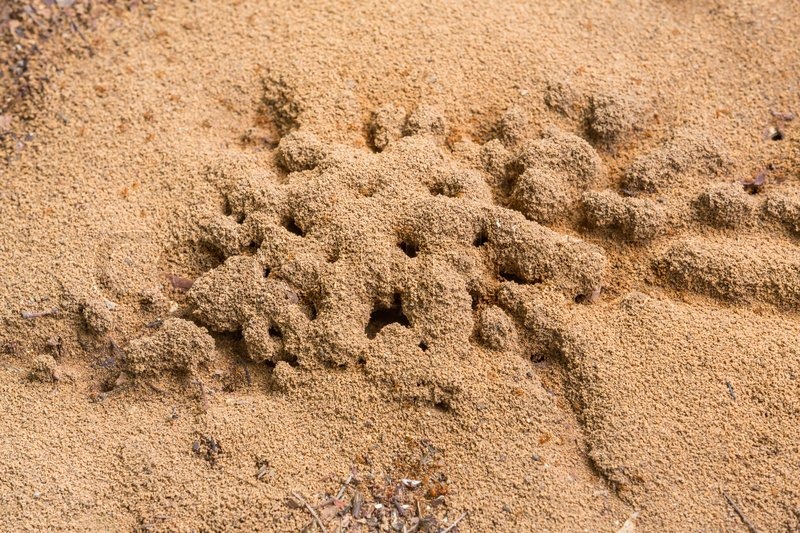 Close up red ants nest on ground in ... | Stock image | Colourbox