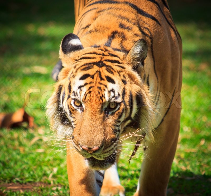 Tiger | Stock foto | Colourbox