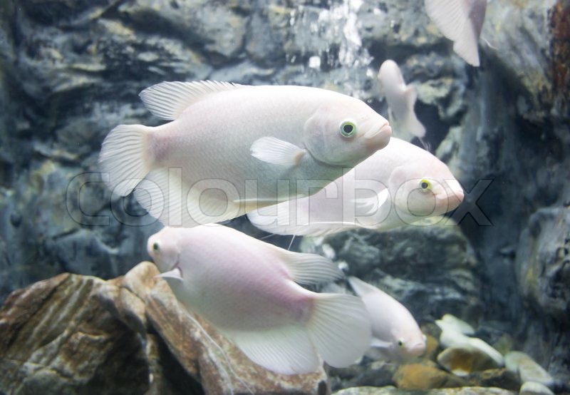 White Giant Gourami Fish