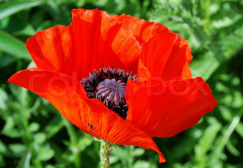 "ein helles rot, große Mohn" | Stock Bild | Colourbox