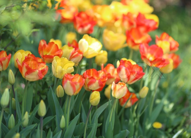 Tulpis | Stock Bild | Colourbox