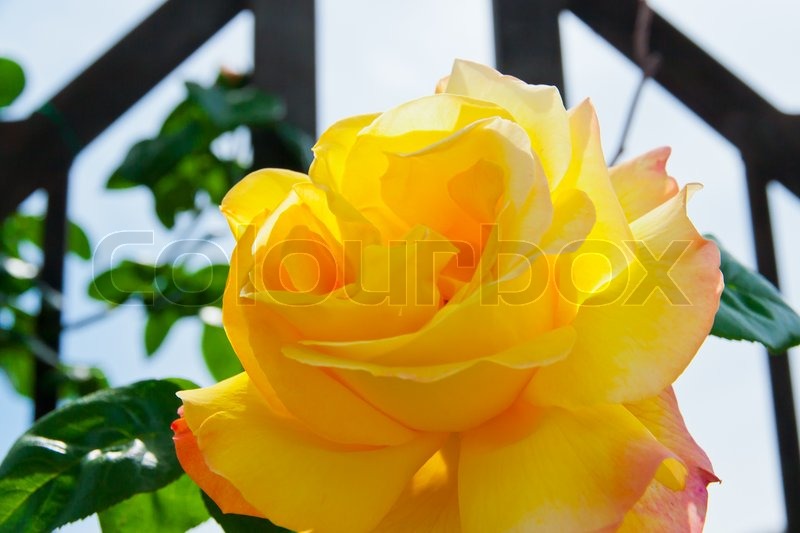 Beautiful yellow rose in a garden | Stock image | Colourbox