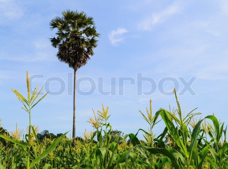 A sugar palm among corn field | Stock image | Colourbox
