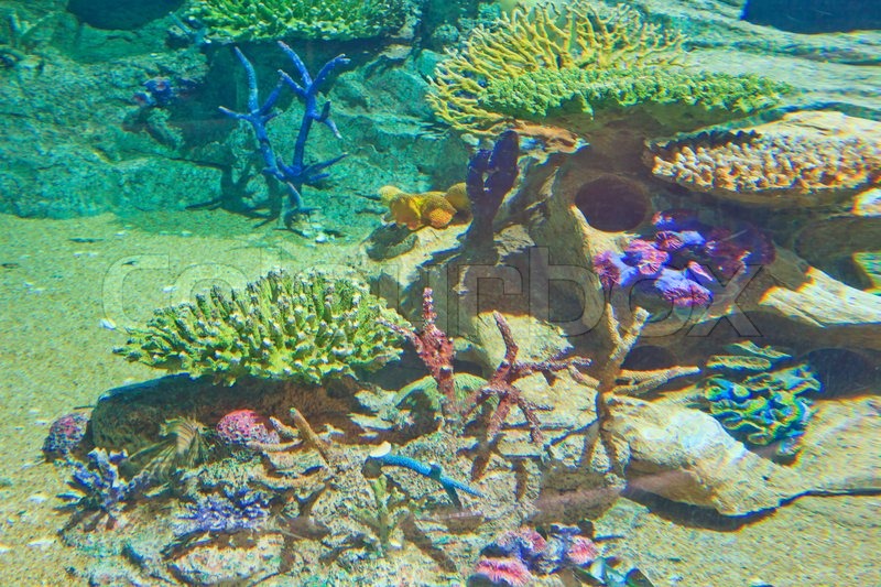 Korallen | Stock Bild | Colourbox