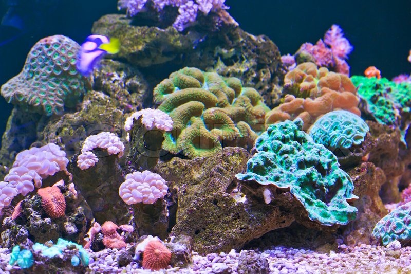 Koral | Stock foto | Colourbox