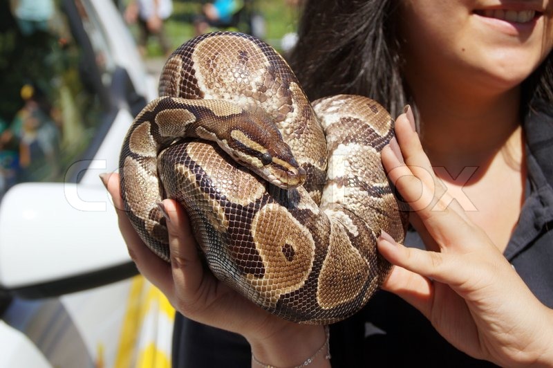 Ball Python Curled Up
