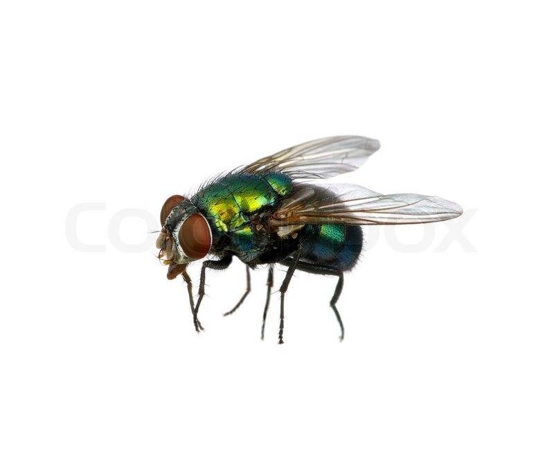 Green fly isolated on white | Stock image | Colourbox