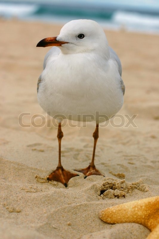 Australian seagull walking on a sandy ... | Stock image | Colourbox