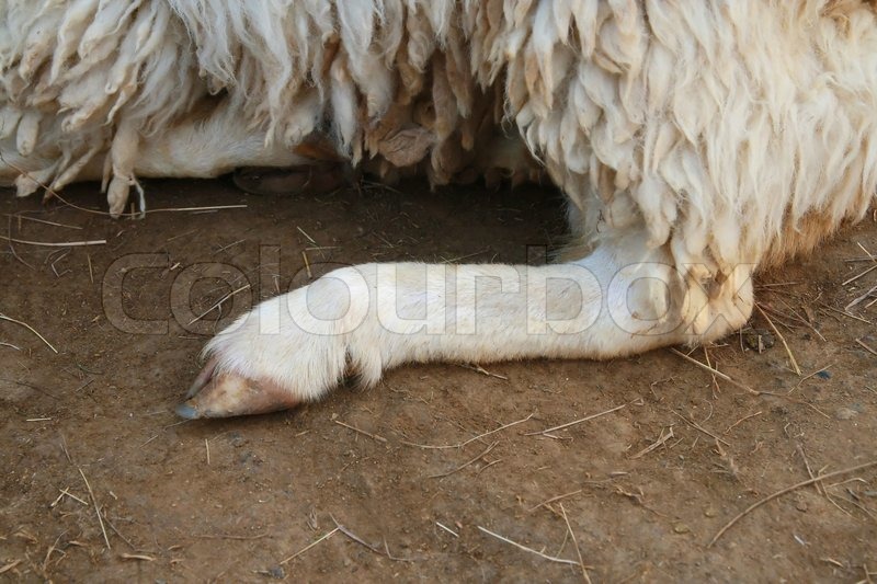 Sheep leg | Stock image | Colourbox