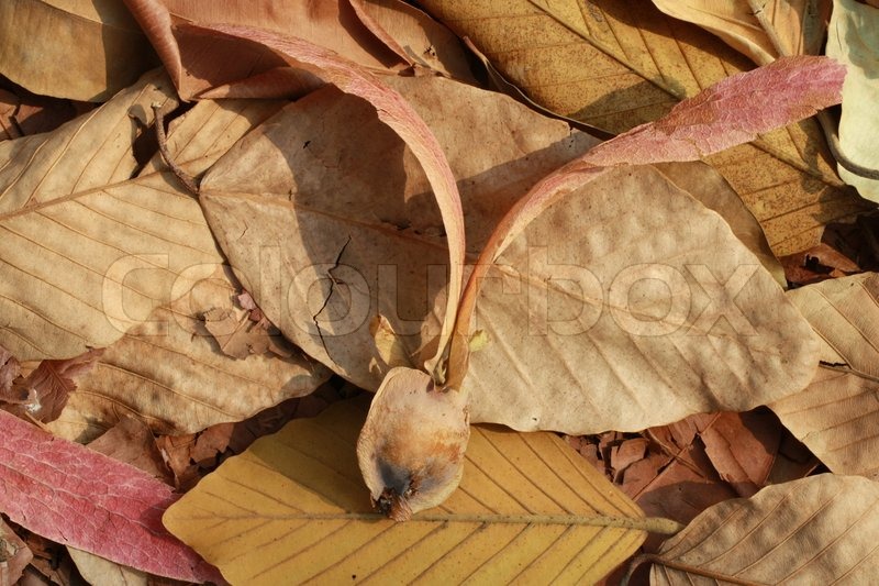 Baum Samen fallen zu Boden mit trockenen ... | Stock Bild | Colourbox