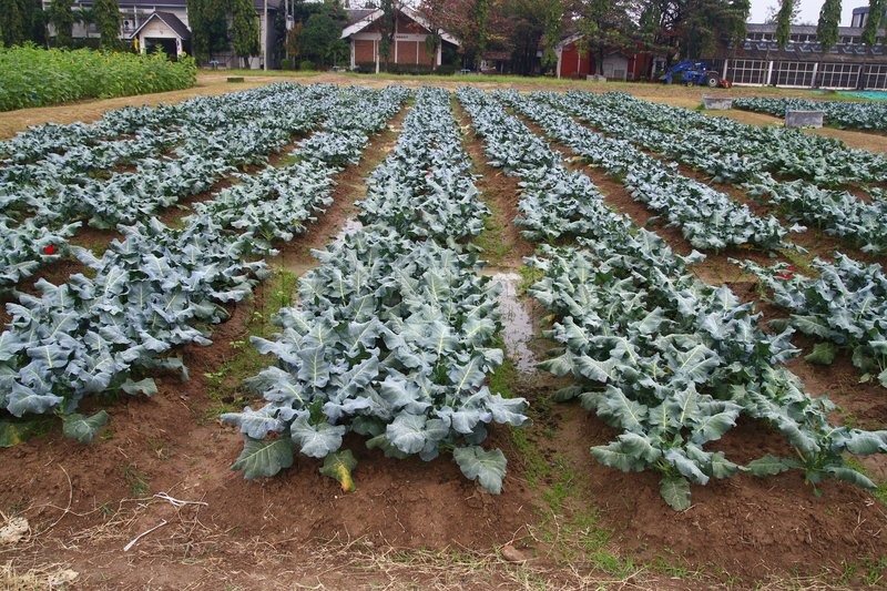 Broccoli garden | Stock image | Colourbox