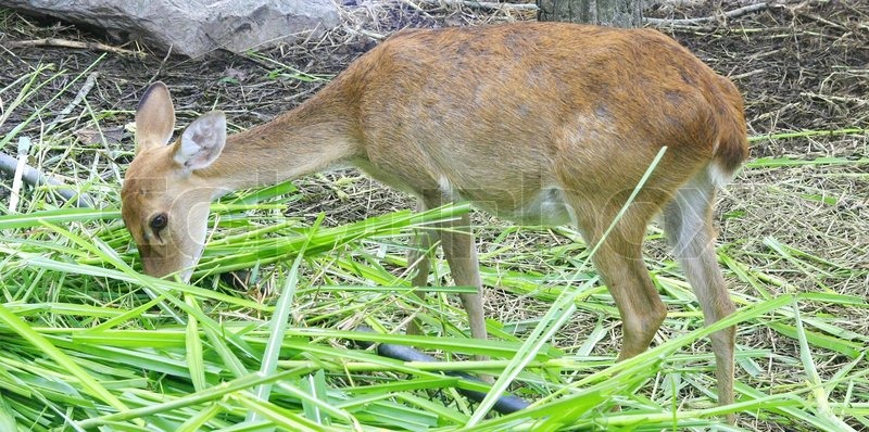 Ein Reh essen Gras | Stock Bild | Colourbox