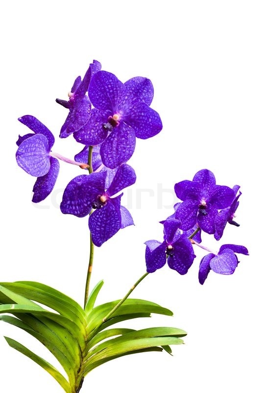 Violet Orchids on white backgroundThis ... | Stock Photo | Colourbox