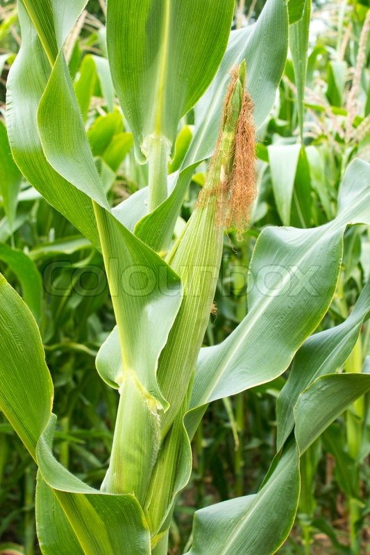 A wall of corn stalks full of corn, | Stock Photo | Colourbox