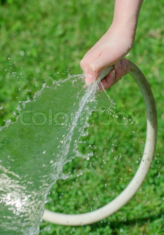 Female hand holding hose and watering ... | Stock image | Colourbox